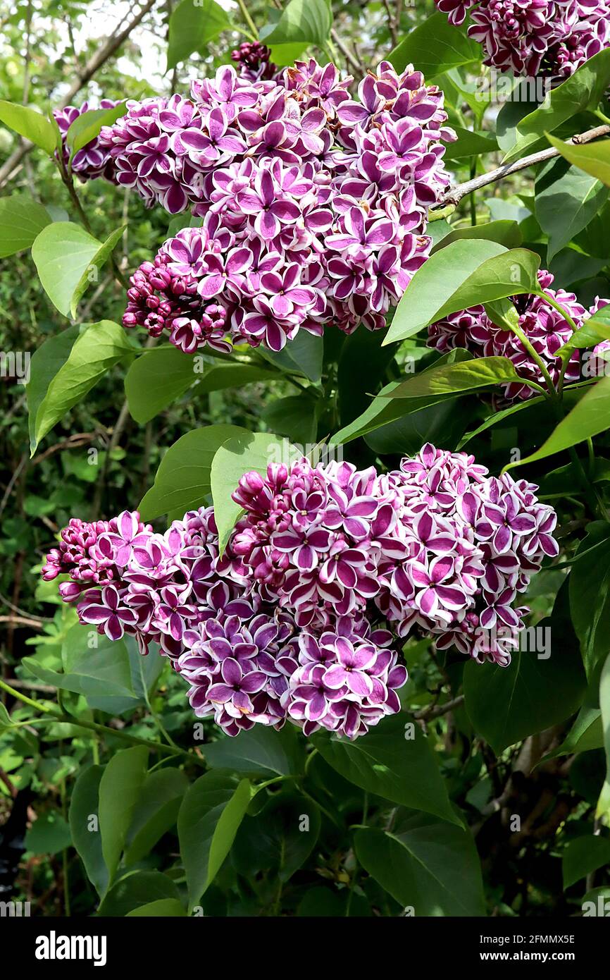 Syringa vulgaris ‘Sensation’ Lilac Sensation – single white-edged ...