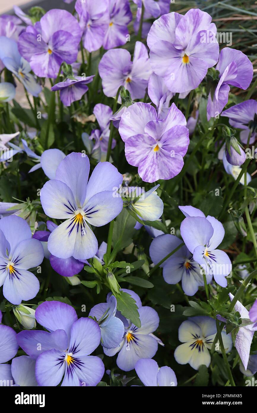Viola / Pansy ‘Columbine’ and ‘Plentifall Frost’ Marbled violet and ...