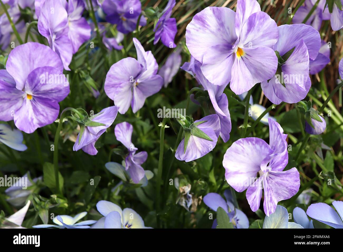 Viola ‘Columbine’ White flowers splashed / mottled / marbled violet ...