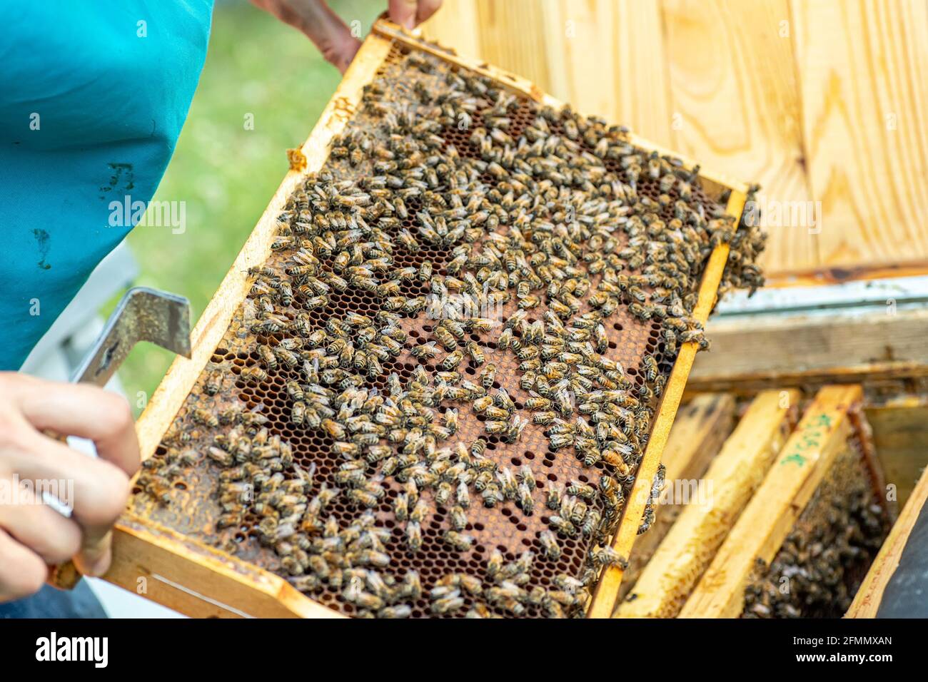 Bees on the honeycomb, background. Honey cell with bees. Apiculture ...