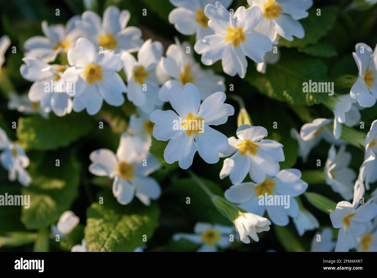 White english primrose flowers hi-res stock photography and images - Alamy