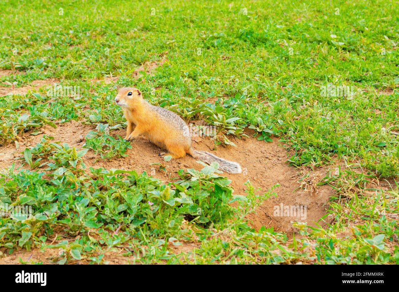 Gopher in natural wildlife in the meadow. Small adorable suslik closeup ...