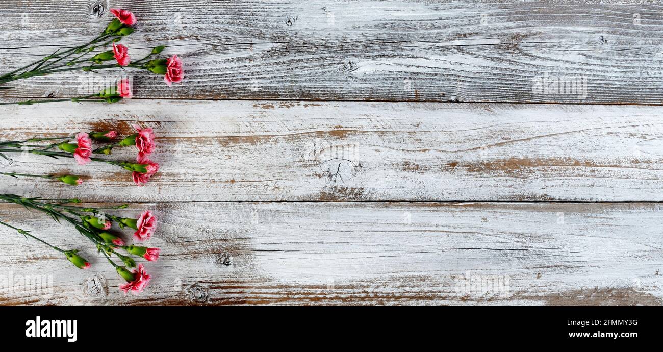 Real pink carnation flowers hi-res stock photography and images - Alamy