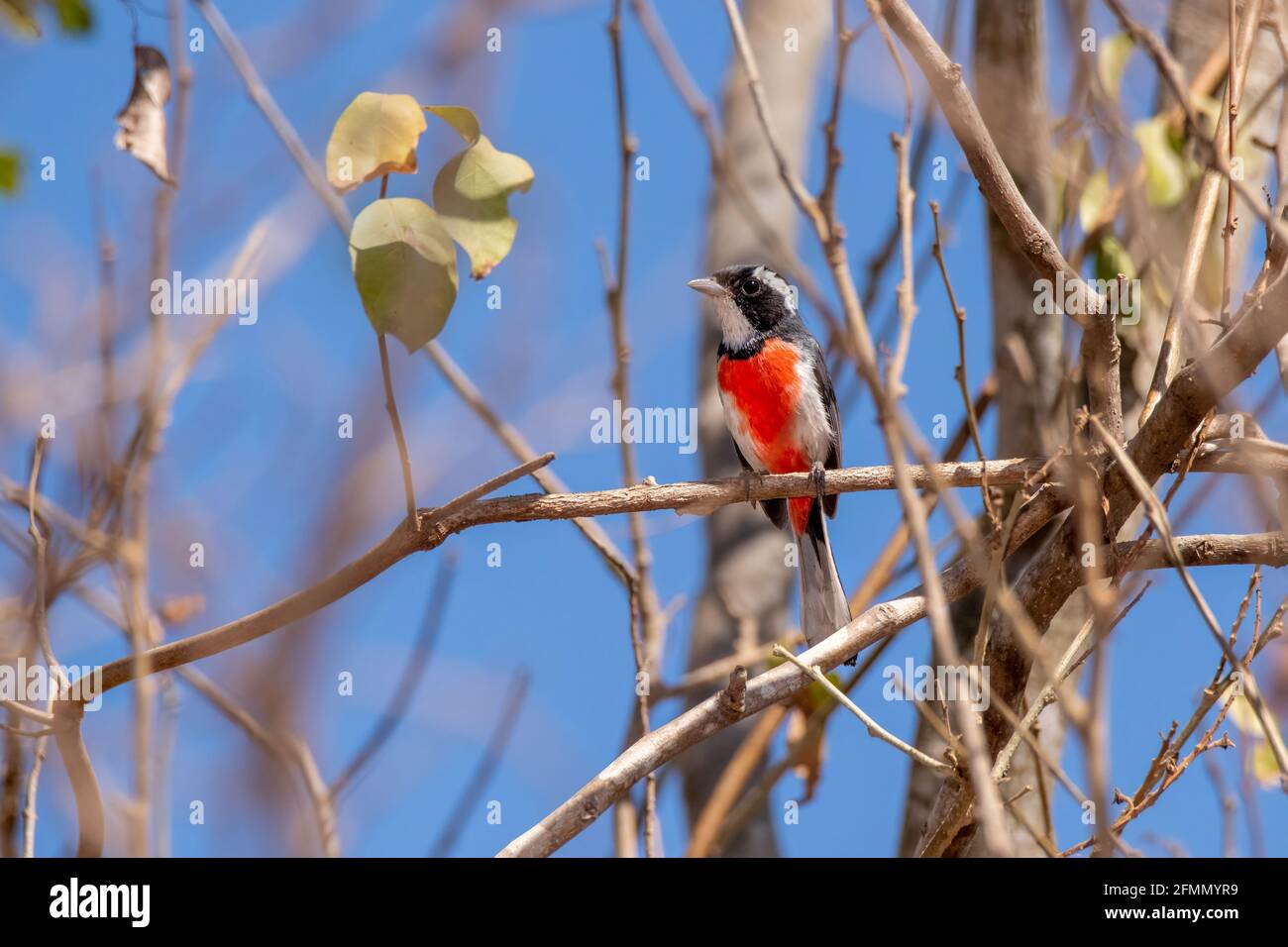 Red-breasted Chat Granatellus venustus Aquiles Serdan, Jalisco, Mexico ...
