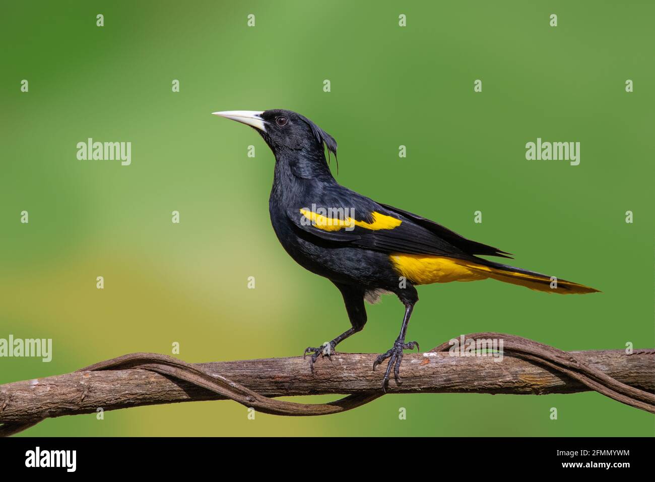 Yellow-winged Cacique Cacicus melanicterus El Tuito, Jalisco, Mexico 25 ...
