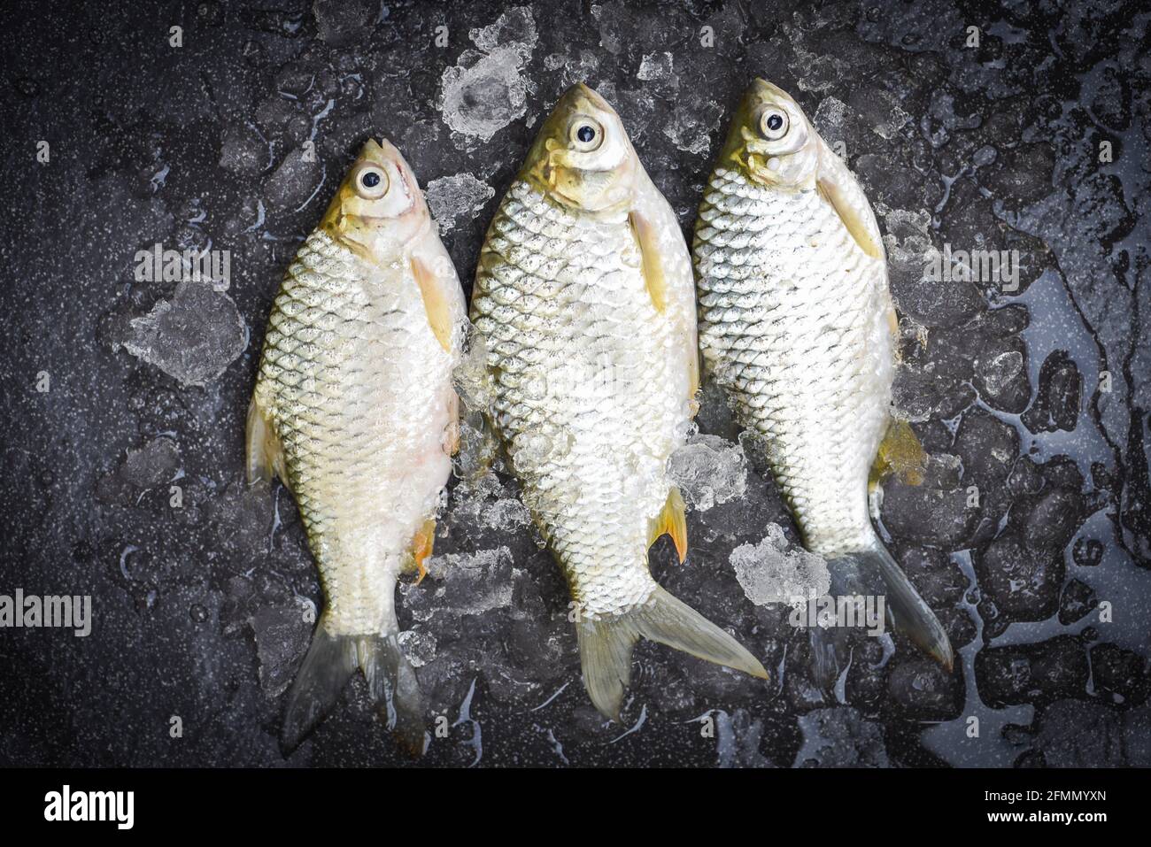 Silver Barb fish on ice, Java Barb Carp Fish on market food on dark ...