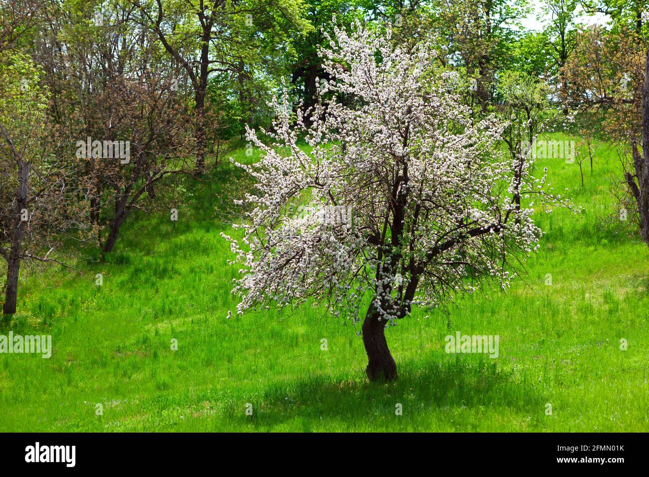 Blooming tree white flowers in spring . Blooming cherry tree at the ...