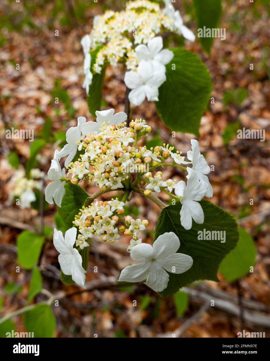 Viburnum lantanoides hi-res stock photography and images - Alamy