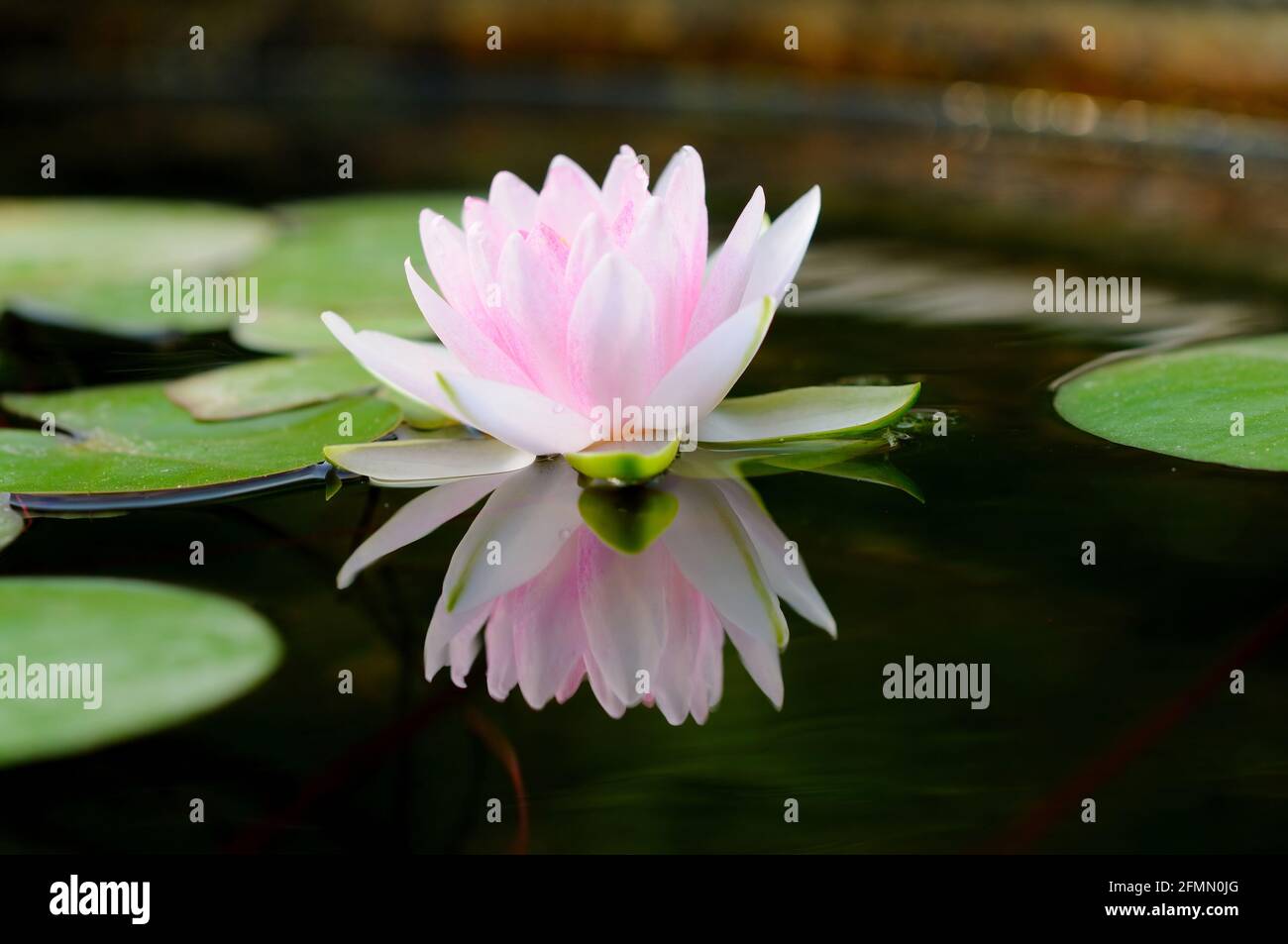 Pink Water Lily Stock Photo - Alamy