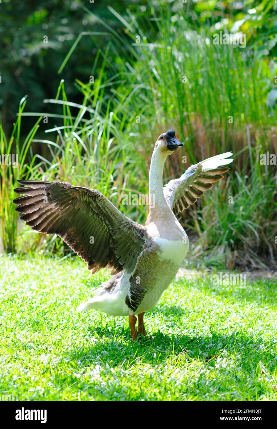 A Swan Spreading its Wings Stock Photo - Alamy