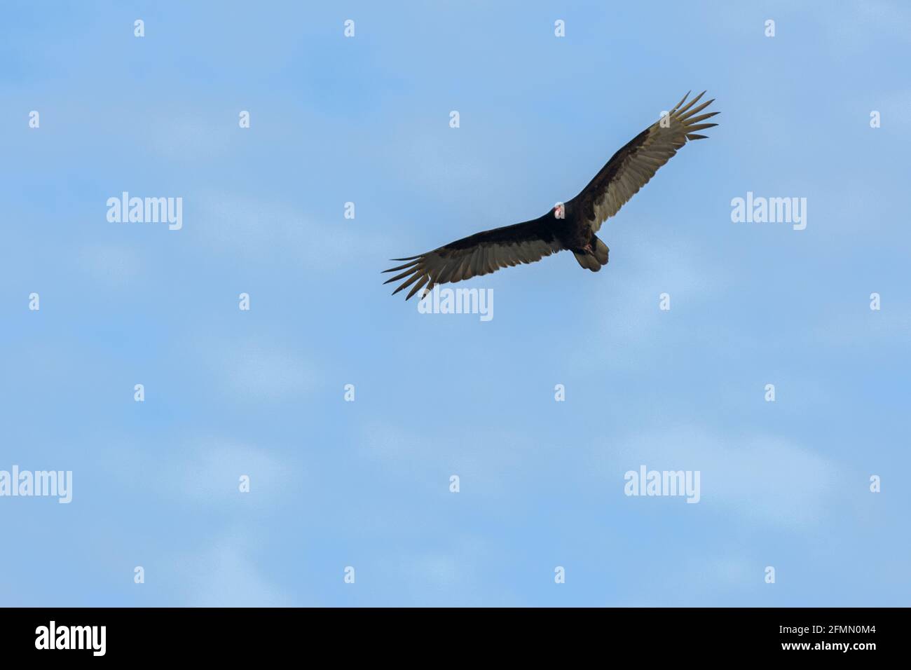 Riding thermals hi-res stock photography and images - Alamy