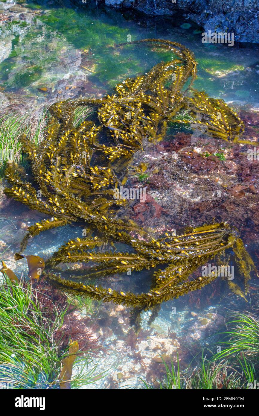 sea weed flowing in the pacific ocean tidal flow Stock Photo - Alamy