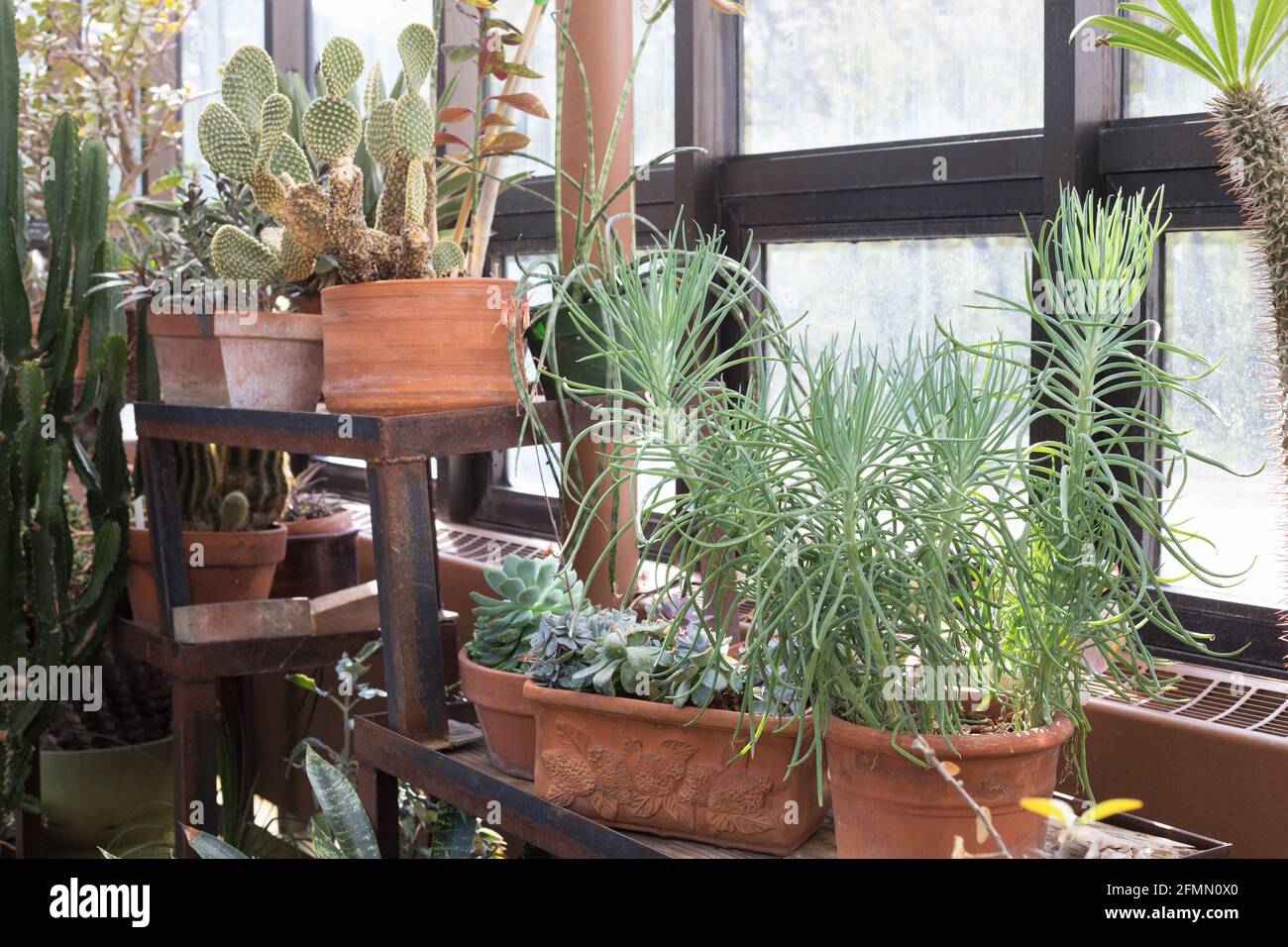 Plants inside the greenhouse at the Minnesota Landscape Arboretum Stock ...