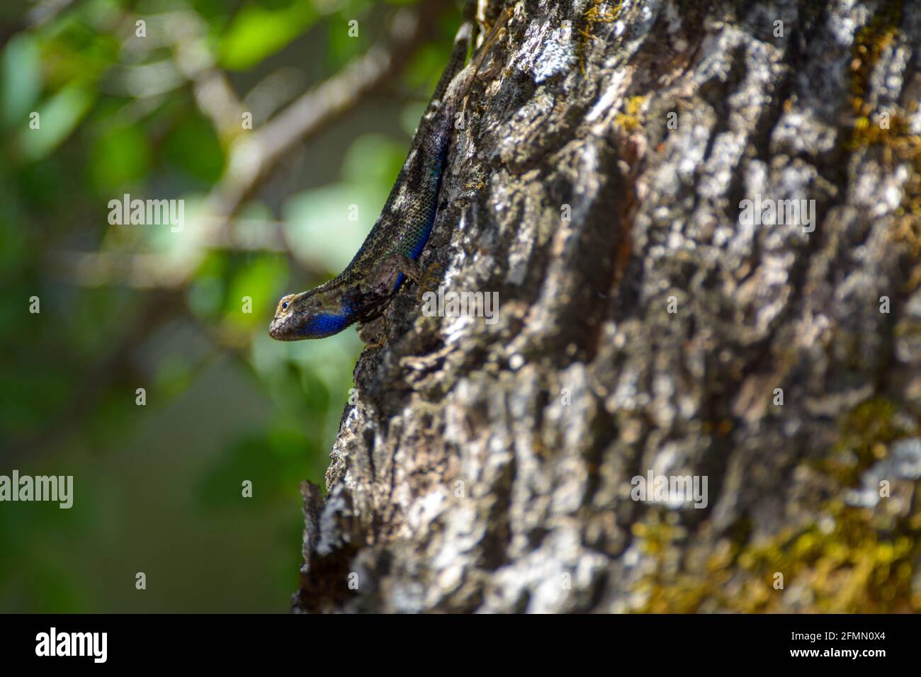 Blue belly fence lizard on a tree Stock Photo - Alamy