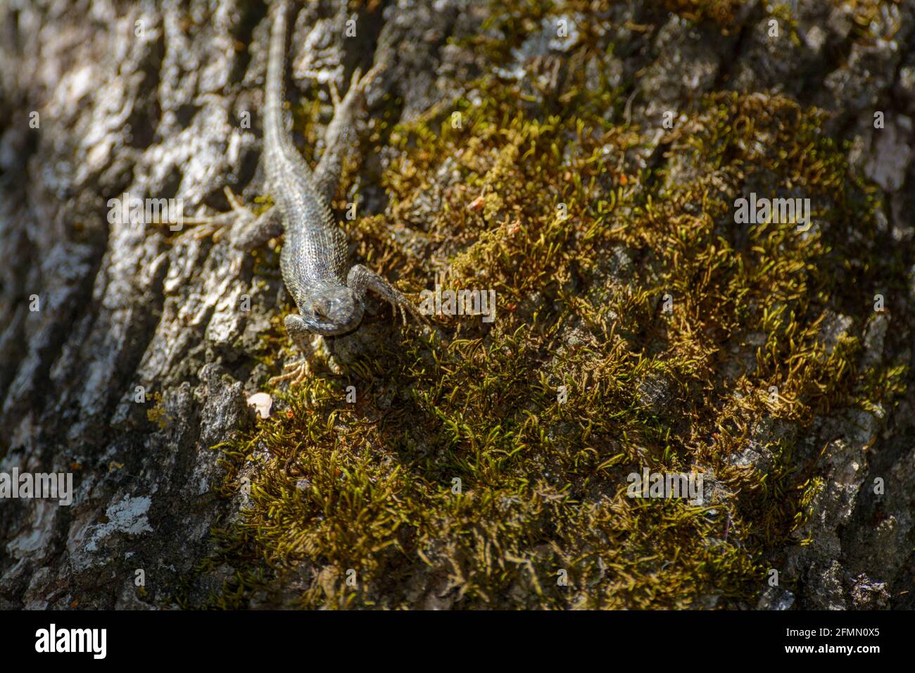 Blue belly fence lizard on a tree Stock Photo - Alamy