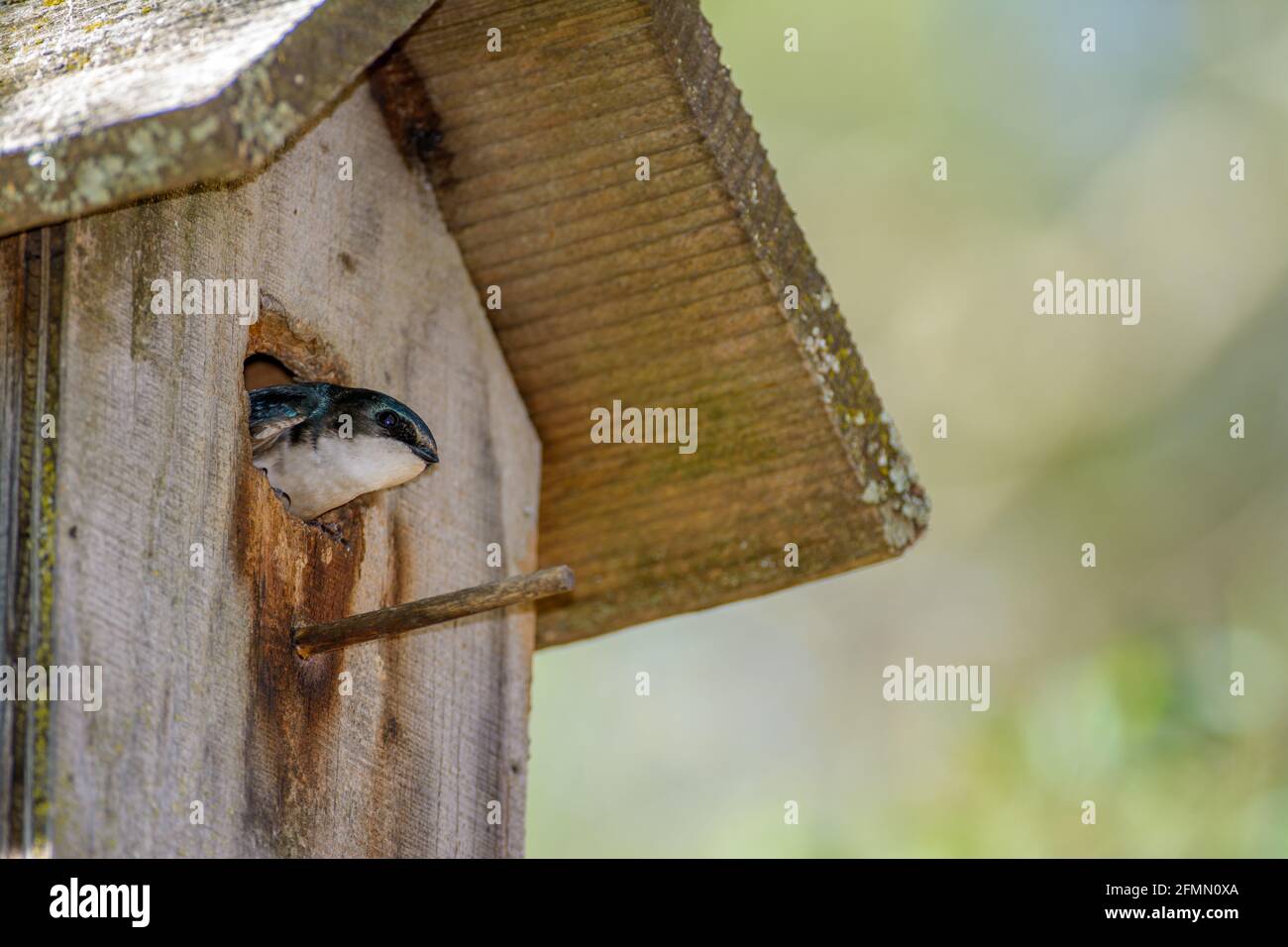 Tree swallow bird in bird house Stock Photo - Alamy
