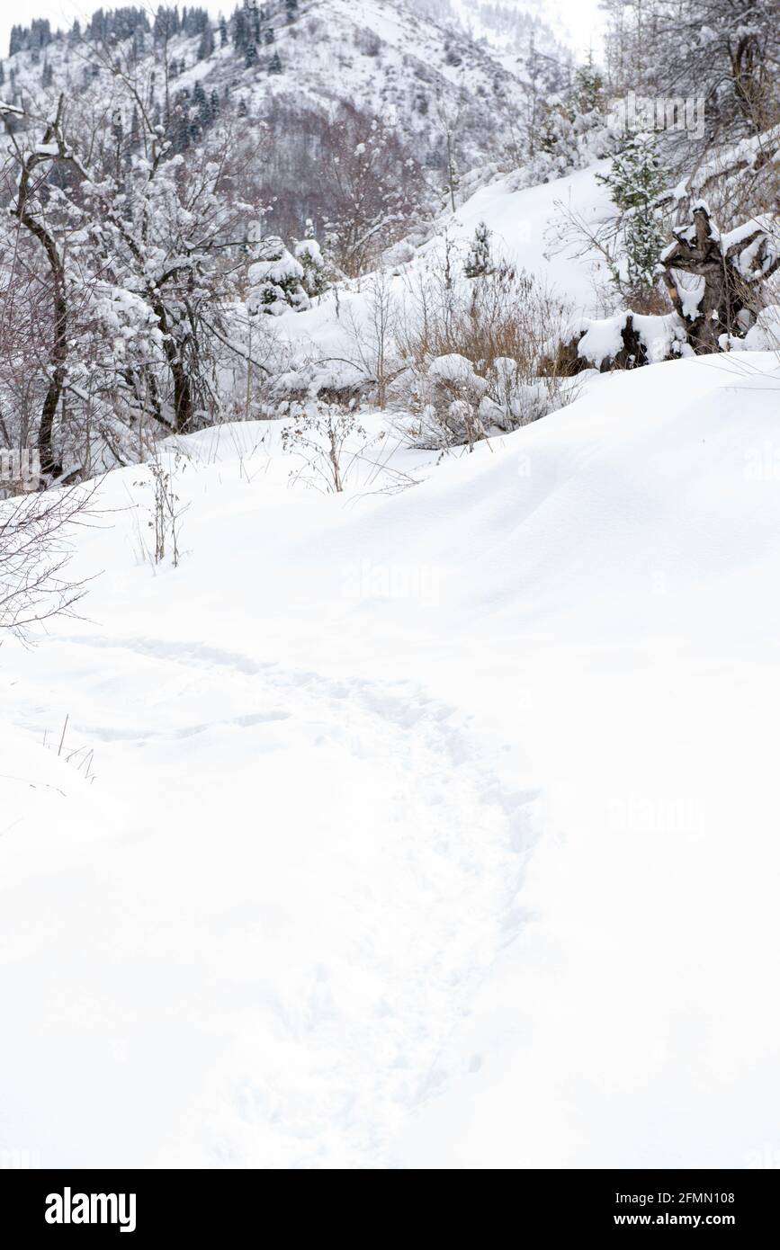 beautiful snowy path with footprints in winter Stock Photo - Alamy