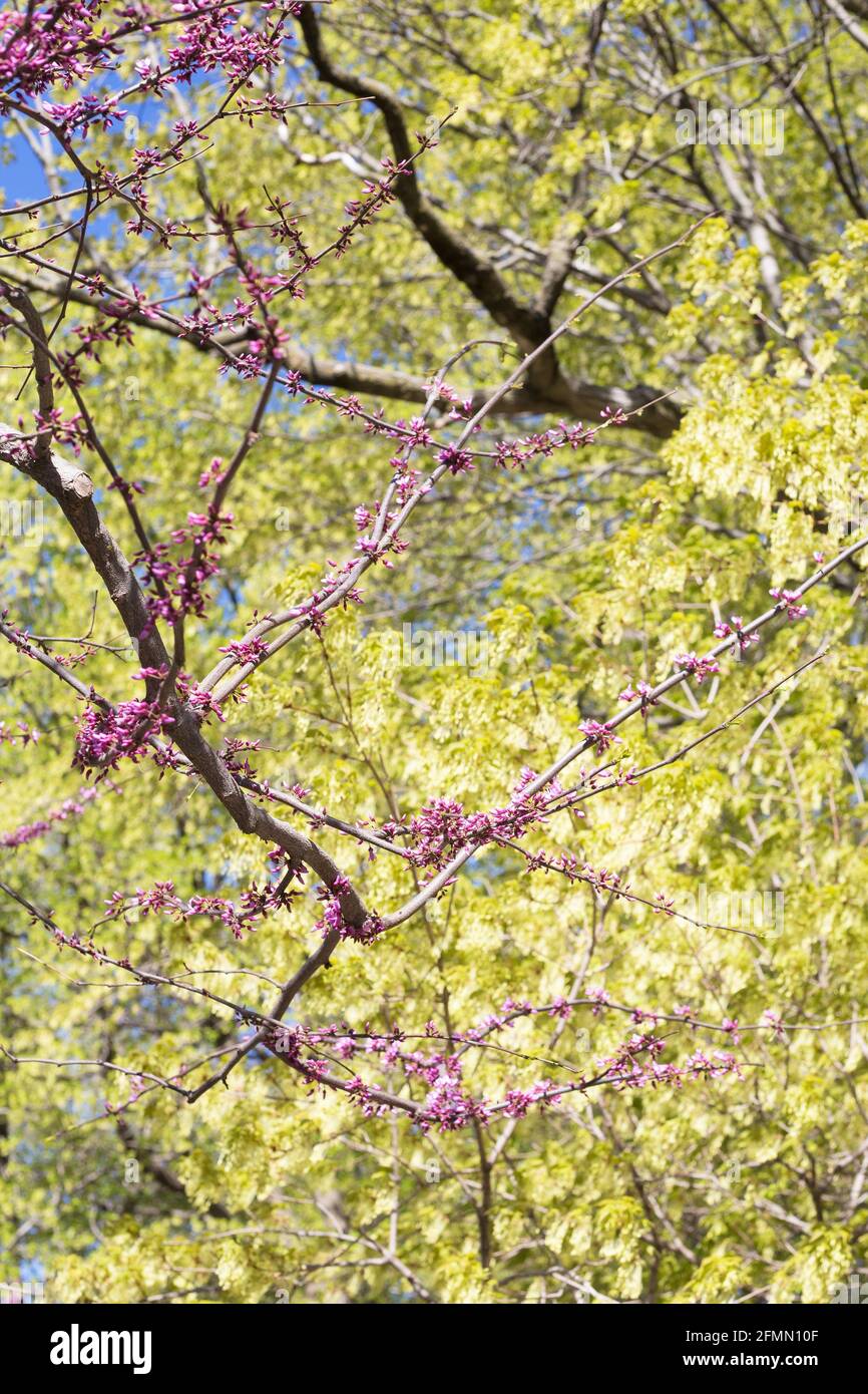 Cercis canadensis - Eastern redbud blossoms Stock Photo - Alamy