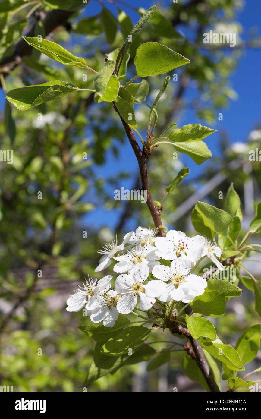 Pyrus summercrisp pear blossom Stock Photo - Alamy