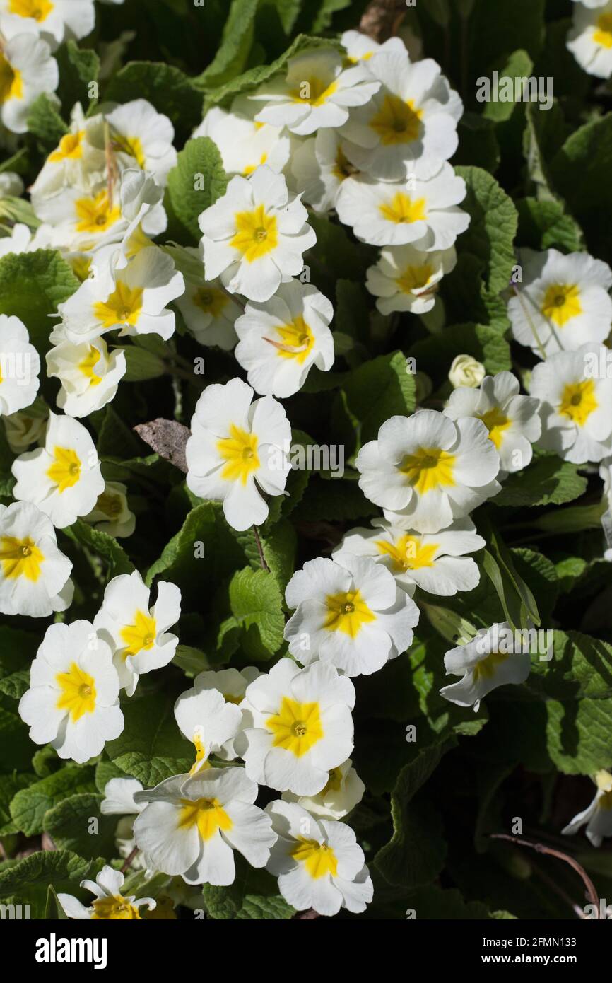 Primula vulgaris - English primrose Stock Photo - Alamy