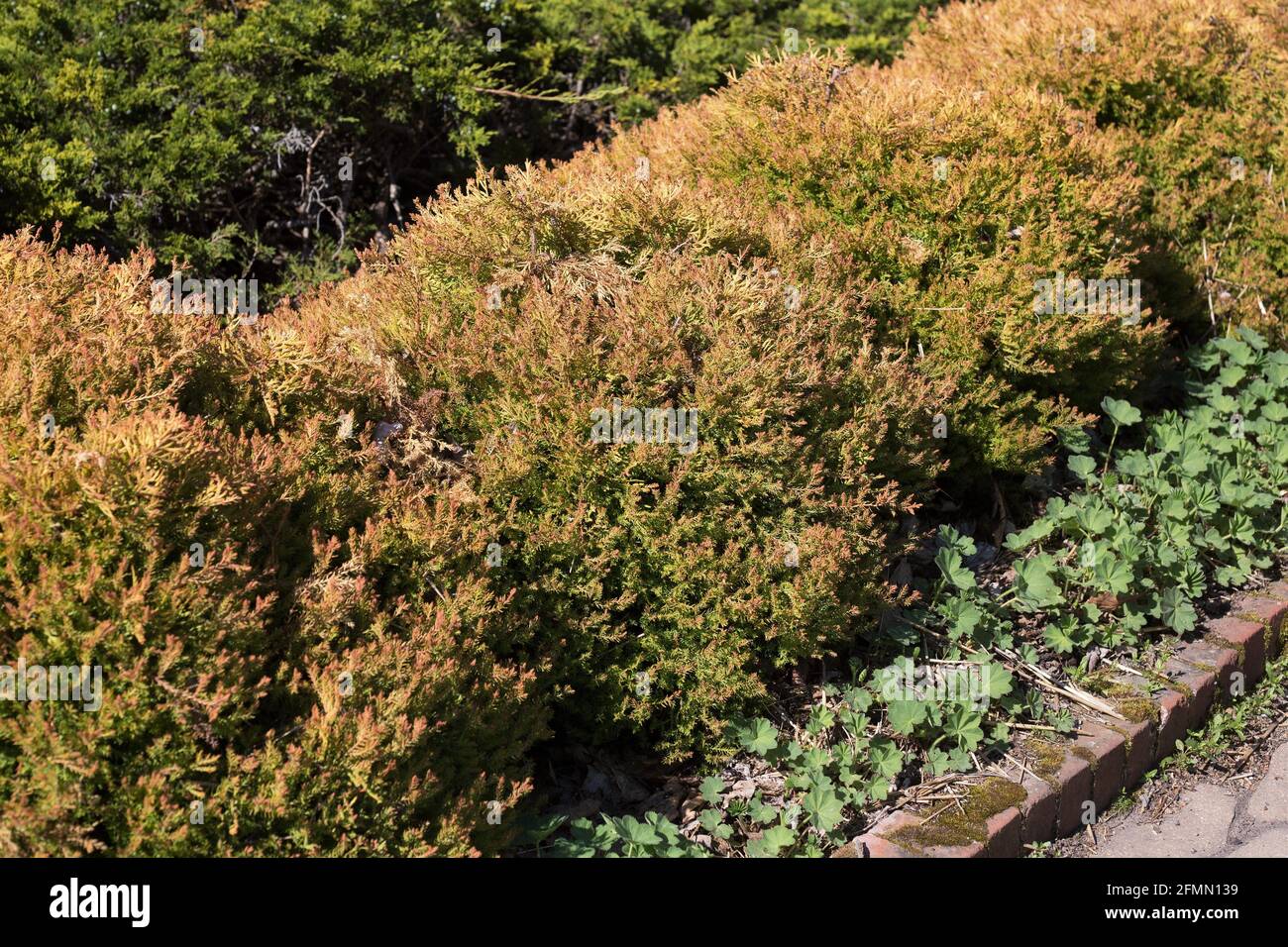 Globe arborvitae hi-res stock photography and images - Alamy