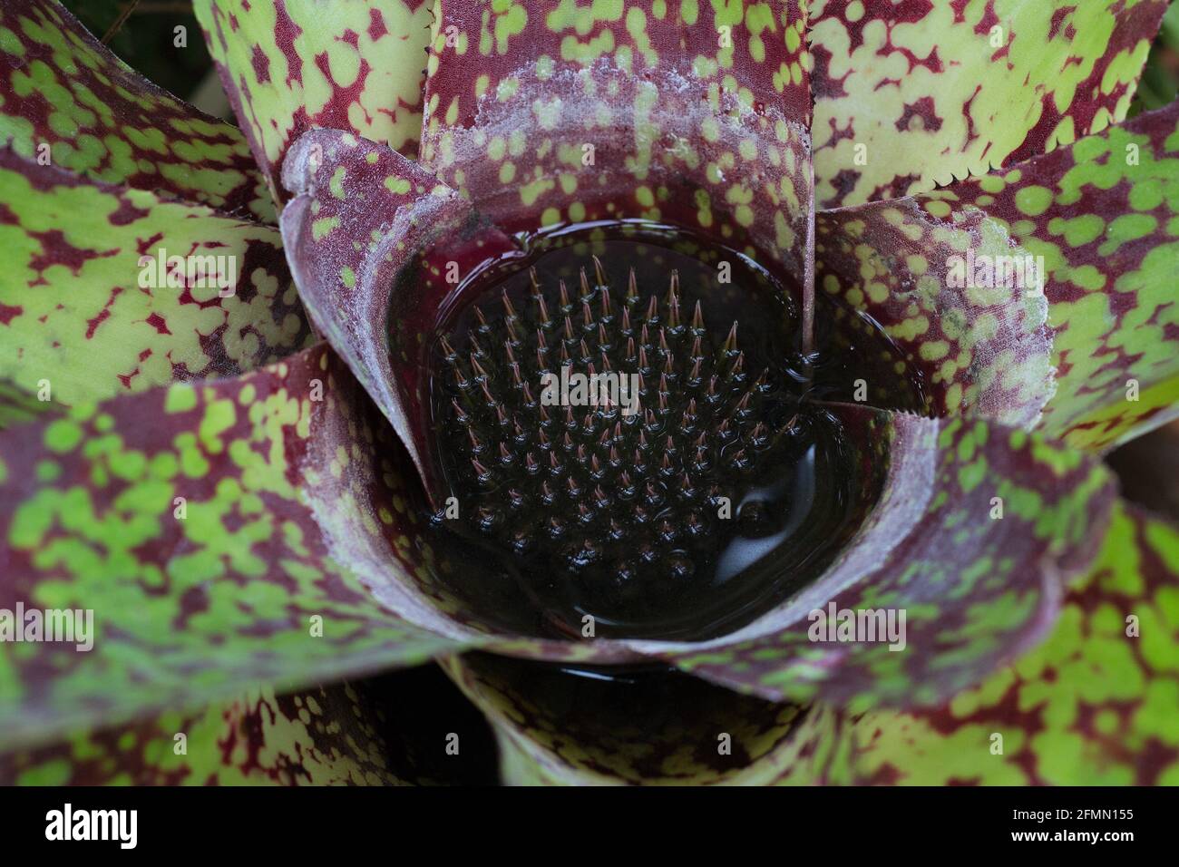 Water in the "cup" of a bromeliad plant Stock Photo - Alamy