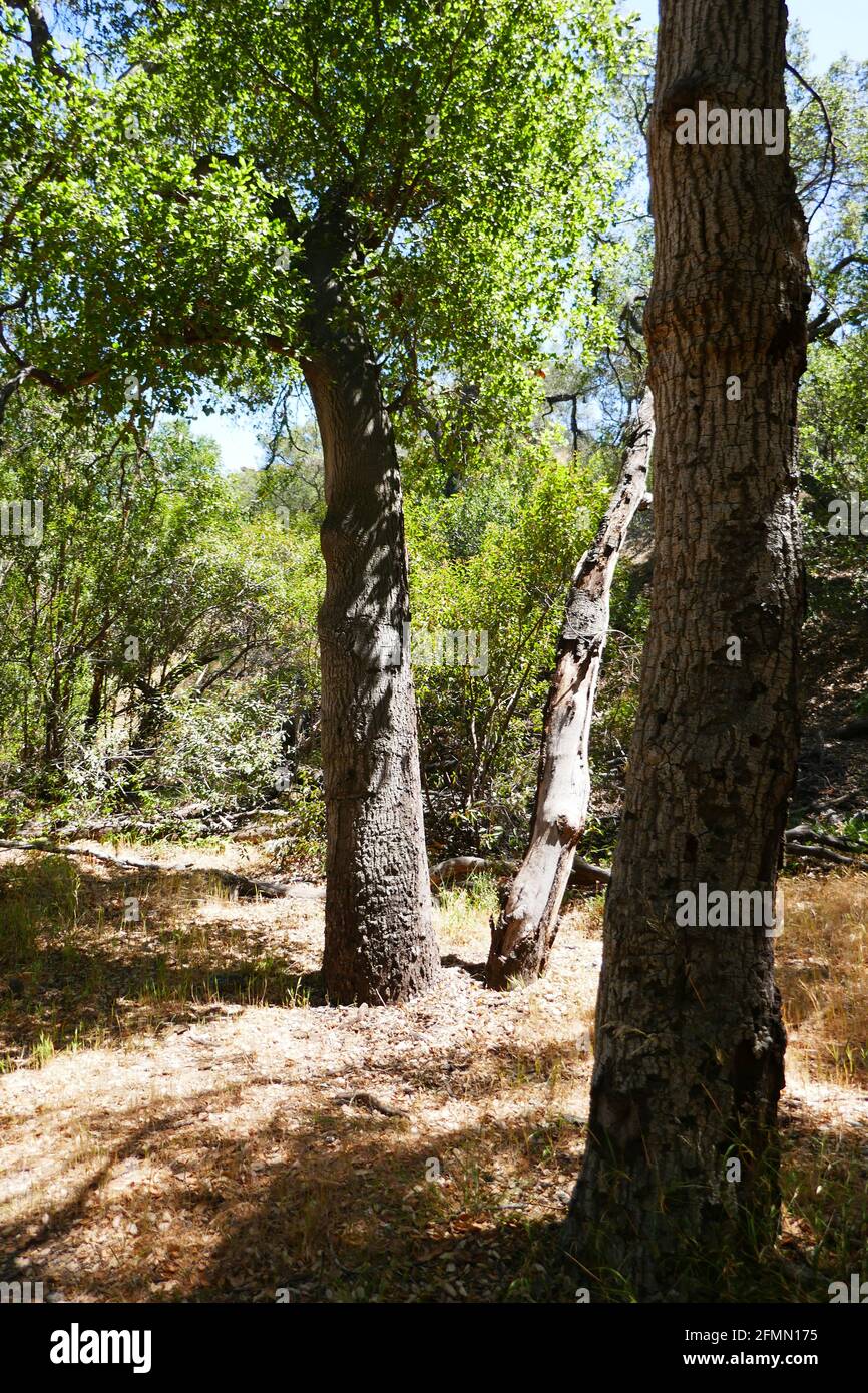 George Spahn High Resolution Stock Photography and Images - Alamy