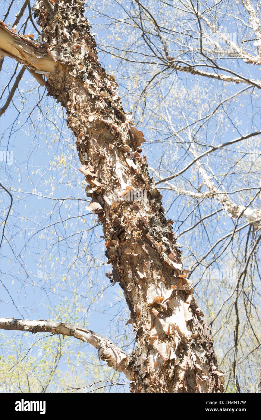 Betula nigra 'Cully' heritage river birch Stock Photo - Alamy