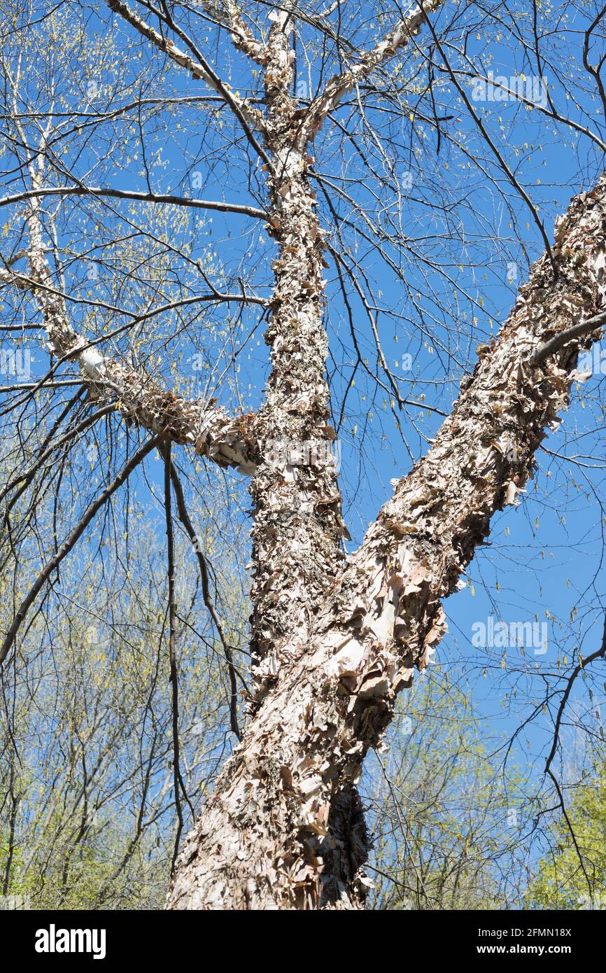 River birch hi-res stock photography and images - Alamy
