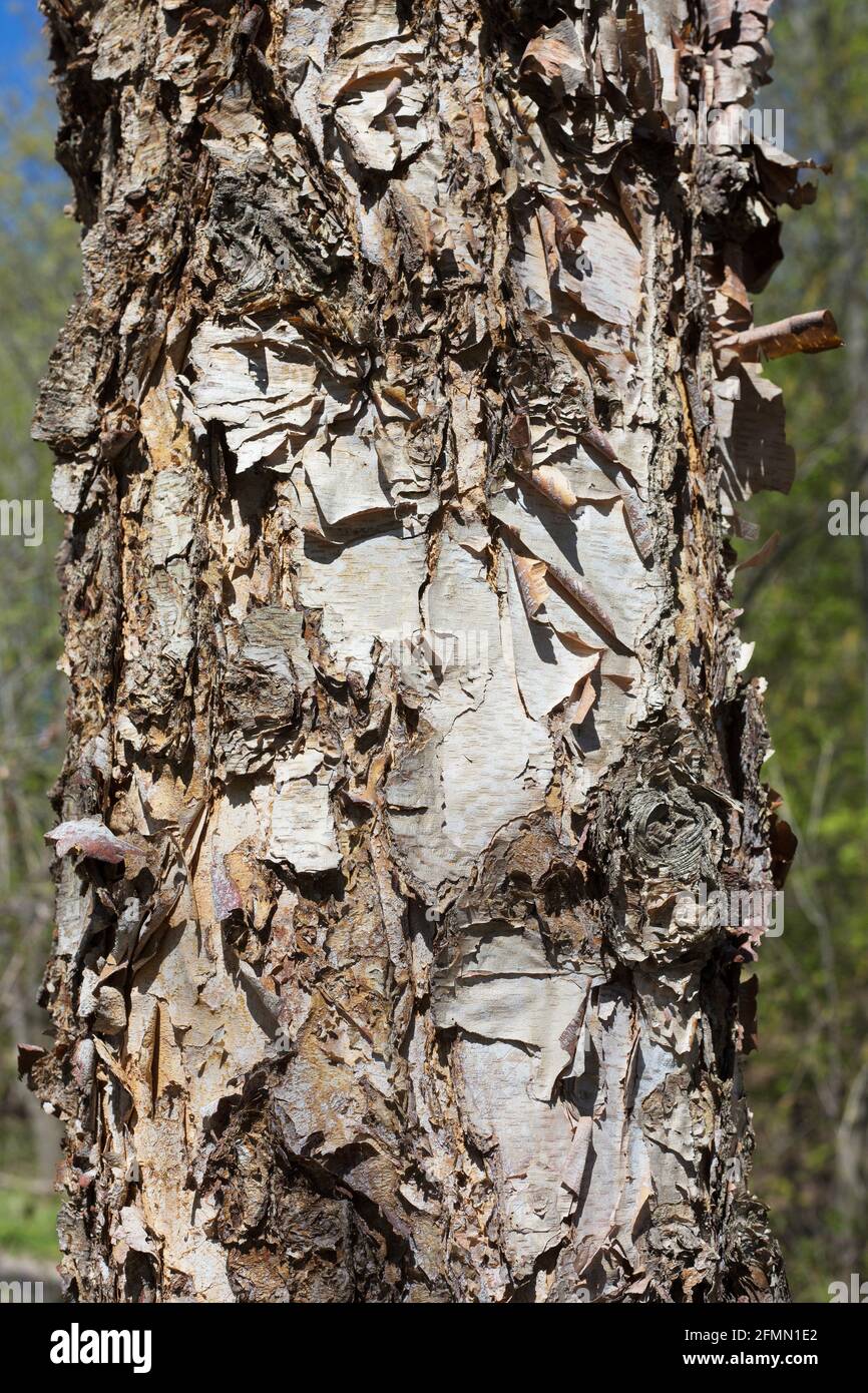 River birch hi-res stock photography and images - Alamy