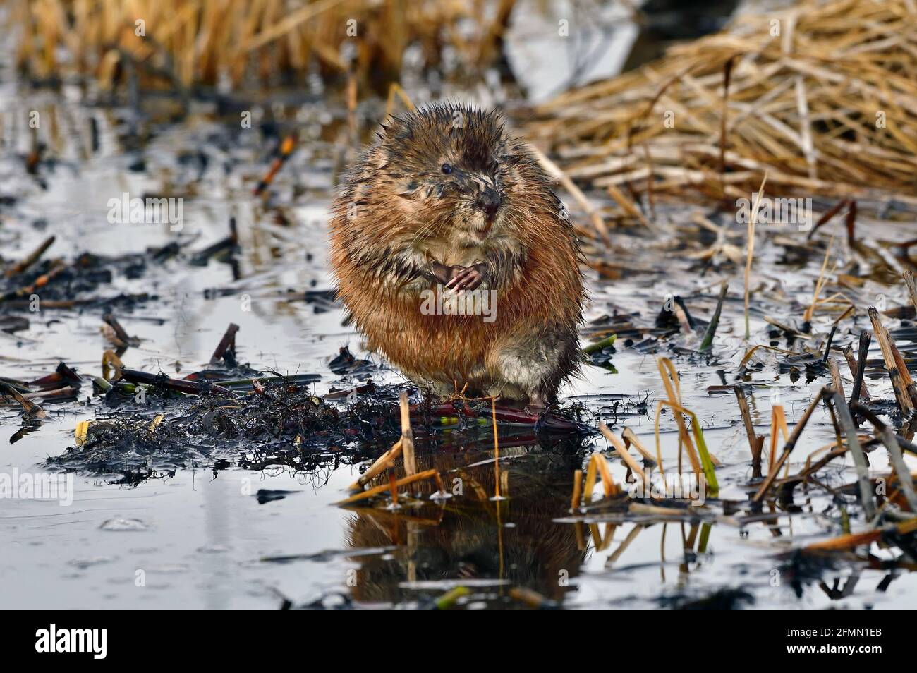 A wild muskrat "Ondatra zibethicus"; sitting on a sunken log on the ...