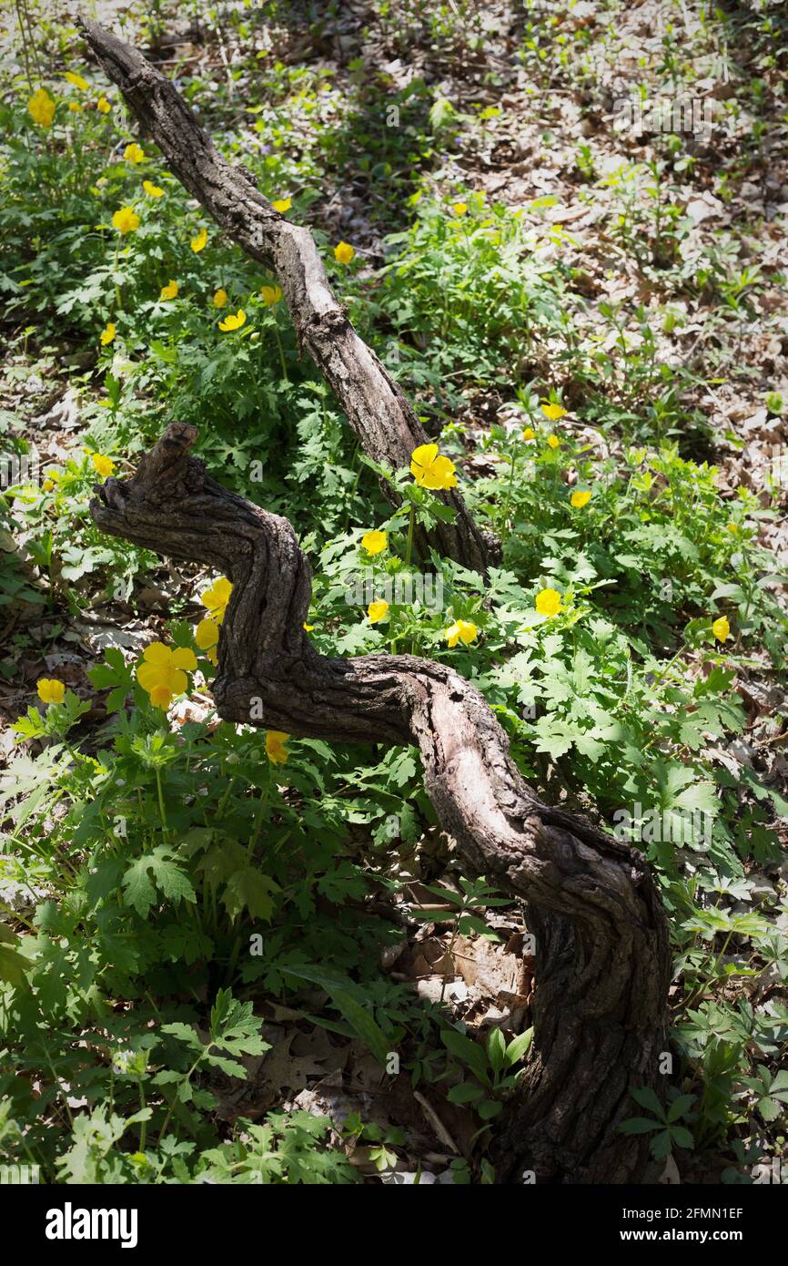 Stylophorum diphyllum - celandine poppy Stock Photo - Alamy