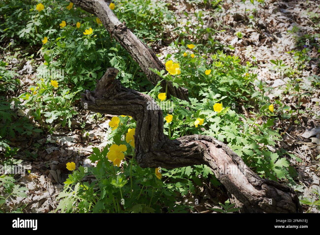 Stylophorum diphyllum - celandine poppy Stock Photo - Alamy
