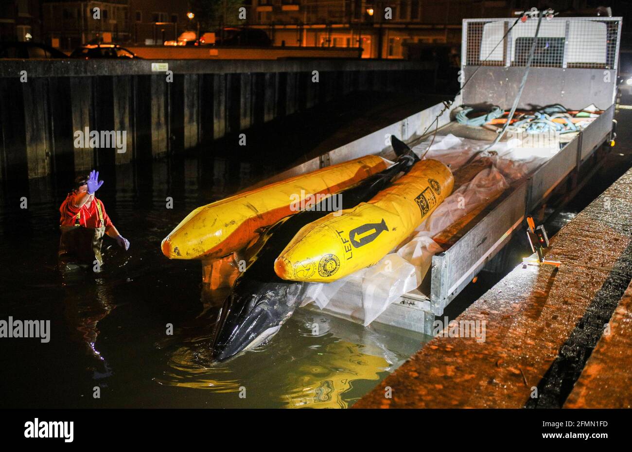Back of minke whale hi-res stock photography and images - Alamy