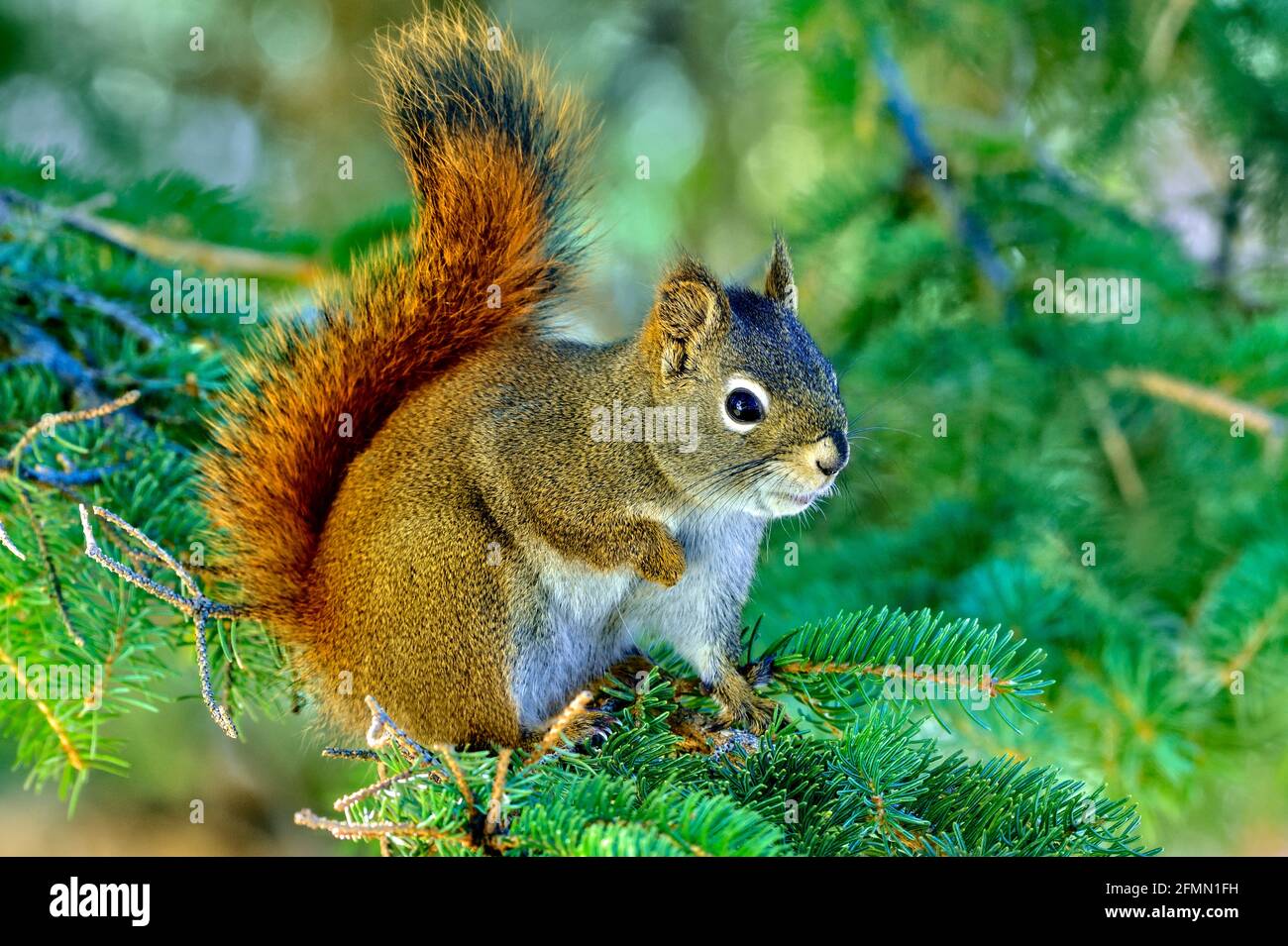 A wild Red Squirrel " Tamiasciurus hudsonicus", sitting on a green ...
