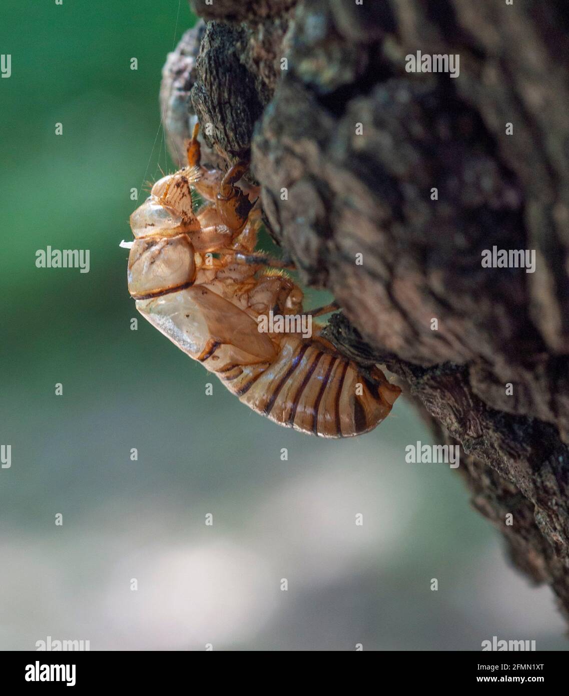 The empty shell of a cicada left behind as the adult emerges, known as ...