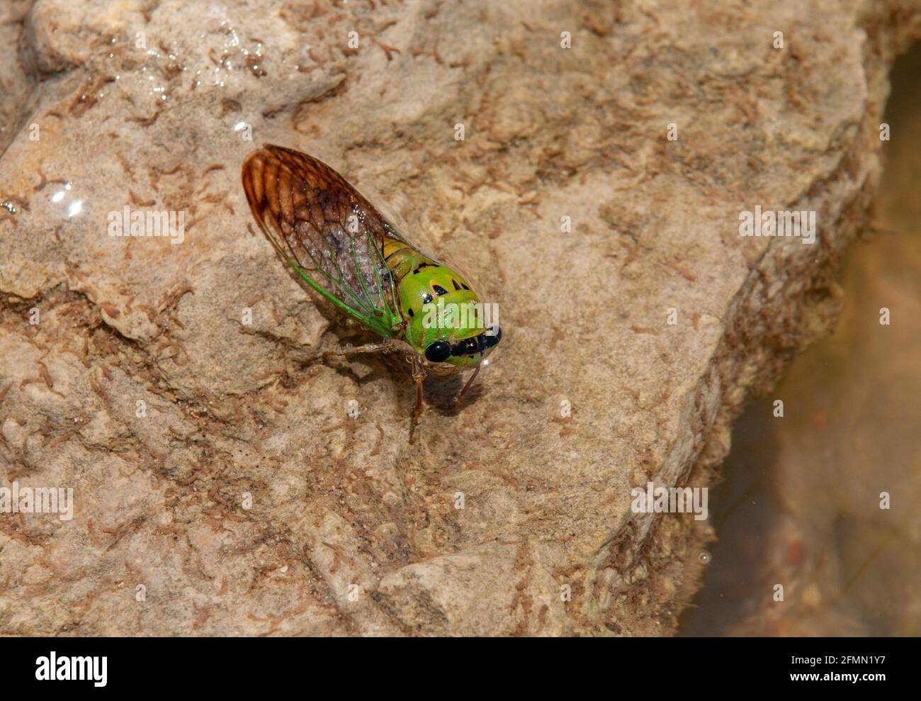 Freshly hatched cicada clinging to river rocks. Their rhythmic buzzing ...