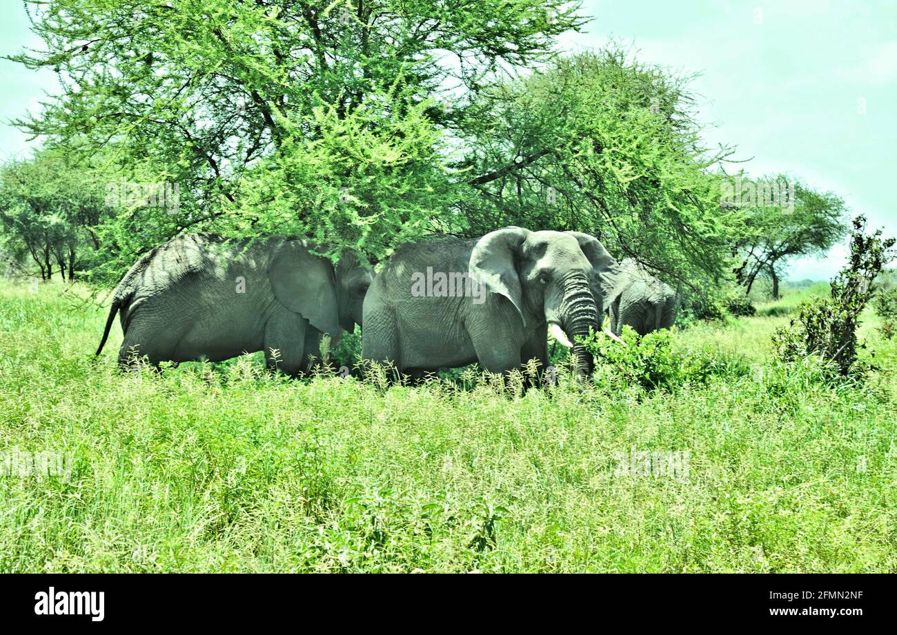 Elephant with baby on back hi-res stock photography and images - Alamy