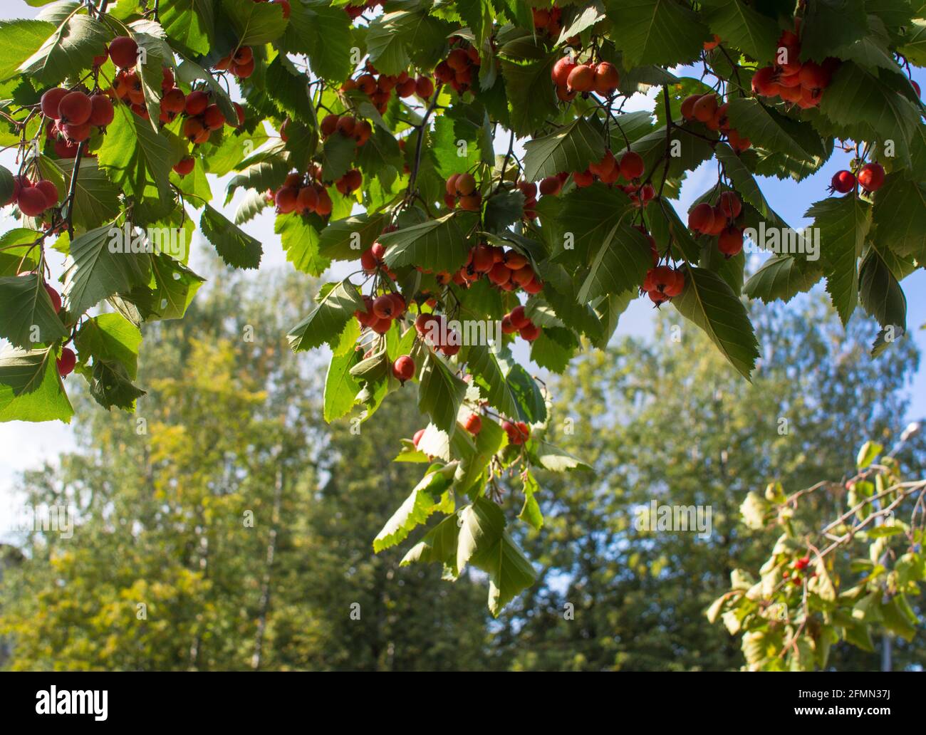 Red hawthorn berries on the branches of a tree Stock Photo - Alamy