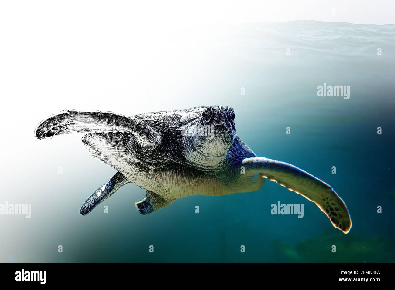 Sketch graphics monochrome illustration and photo turtle combination ...