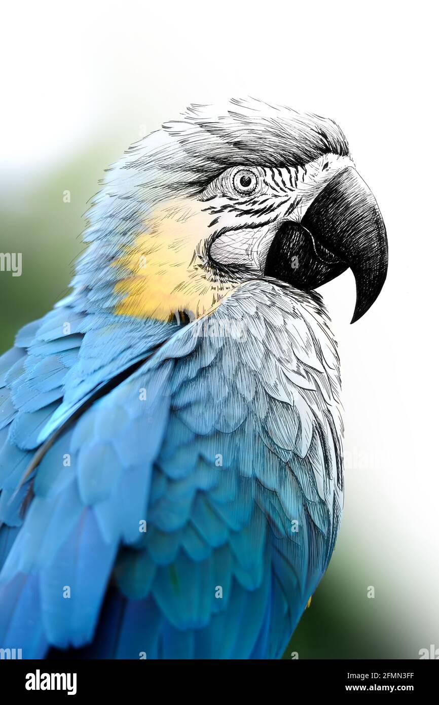 Sketch graphics monochrome illustration and photo parrot combination ...