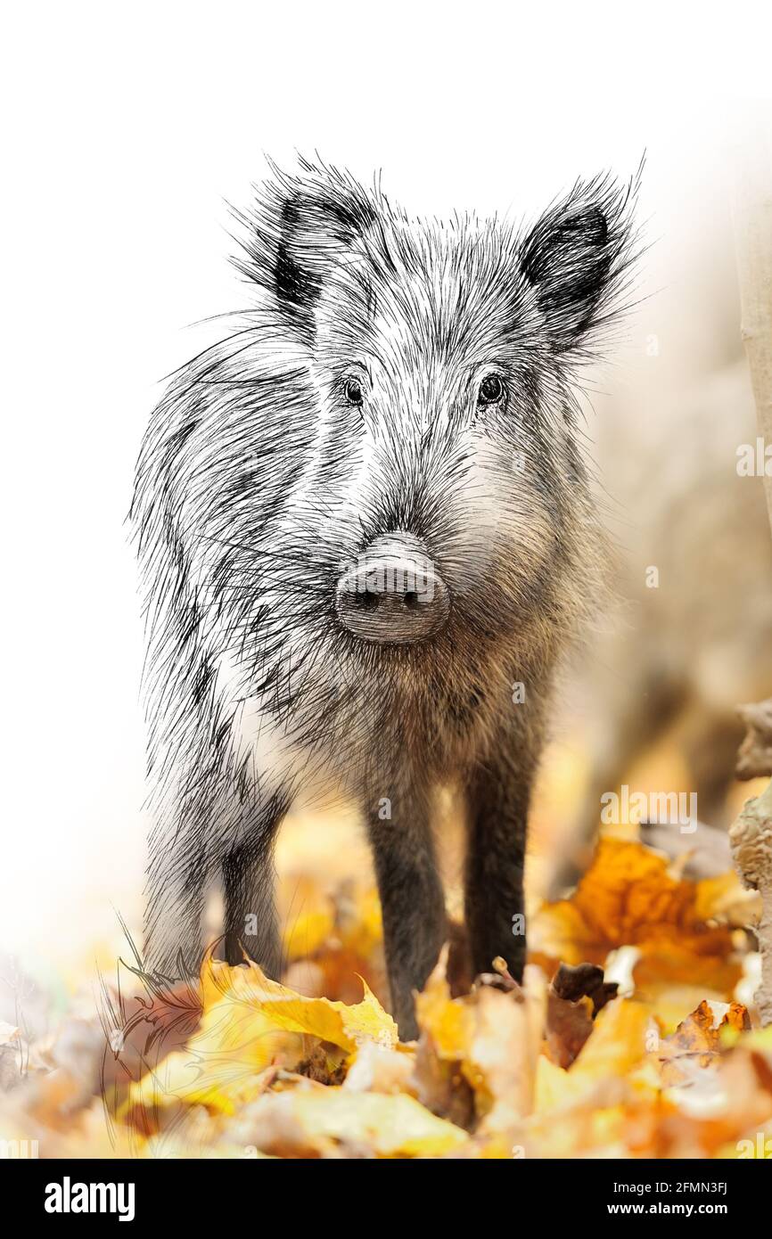 Illustration wild boar hi-res stock photography and images - Alamy