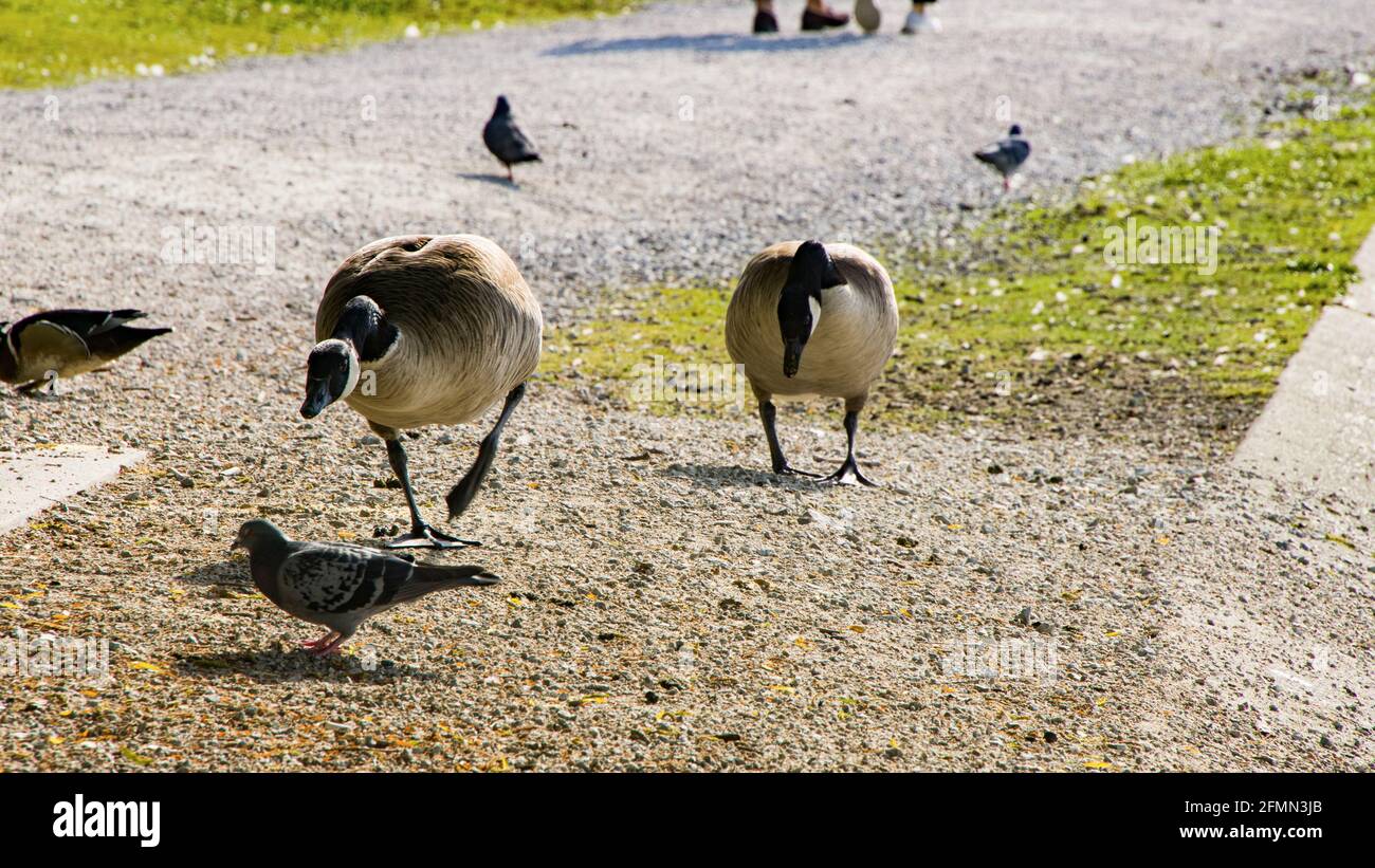 Pidgeon family hi-res stock photography and images - Alamy