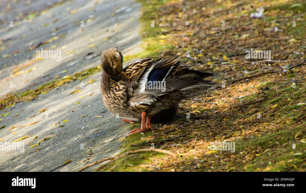 Female Mallard duck scratching itself Stock Photo - Alamy