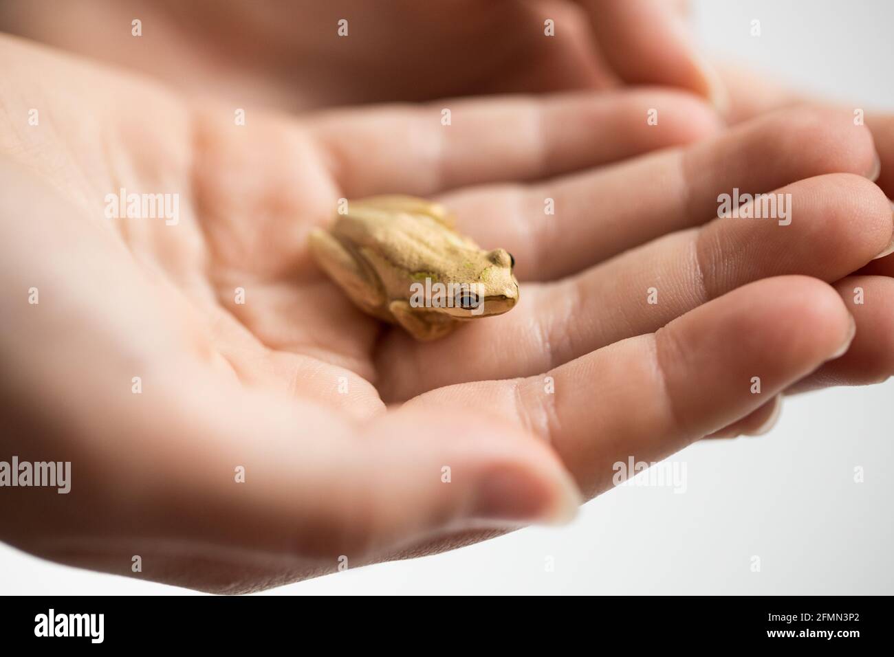 A person's hands holding a small amphibian tree frog selctive focus ...