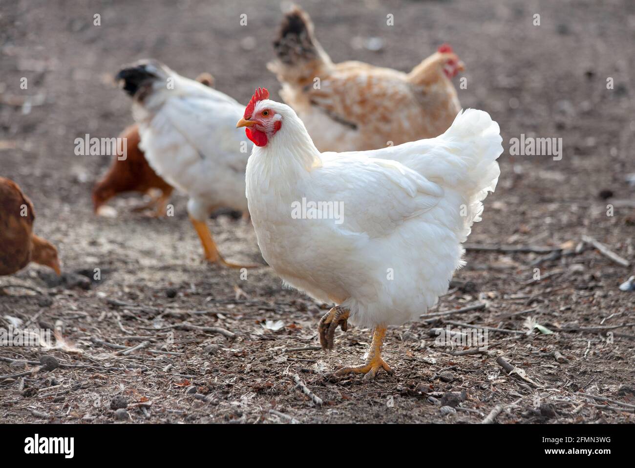 Poultry organic farm.Gallus gallus domesticus.Sustainable economy ...