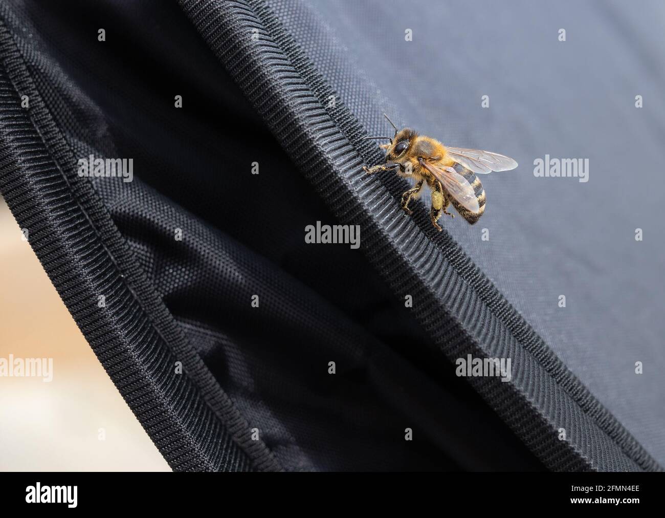 Honey bee with pollen on hind legs, resting on black tarp. Side view ...