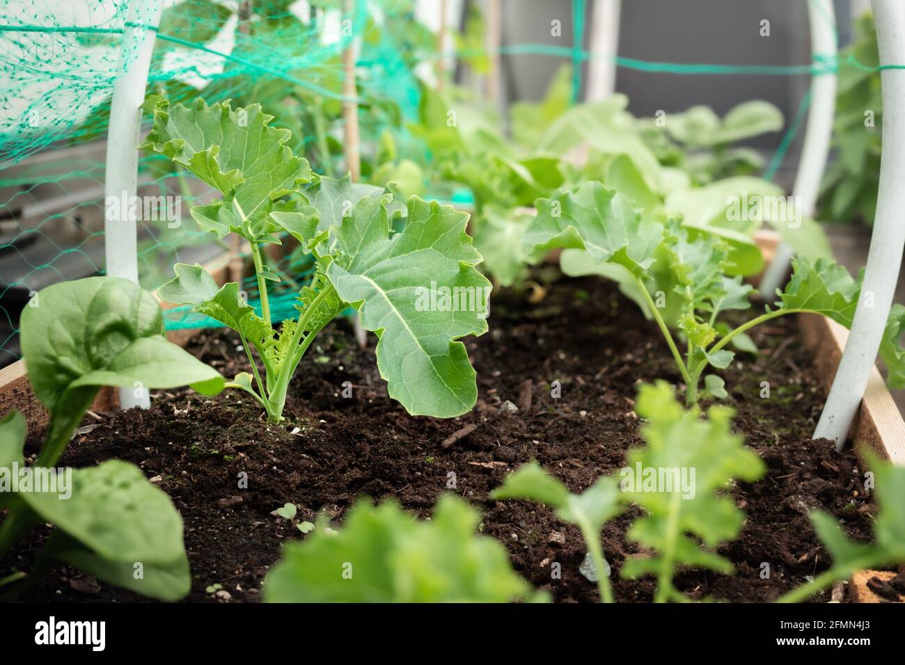 Kale plants hi-res stock photography and images - Alamy