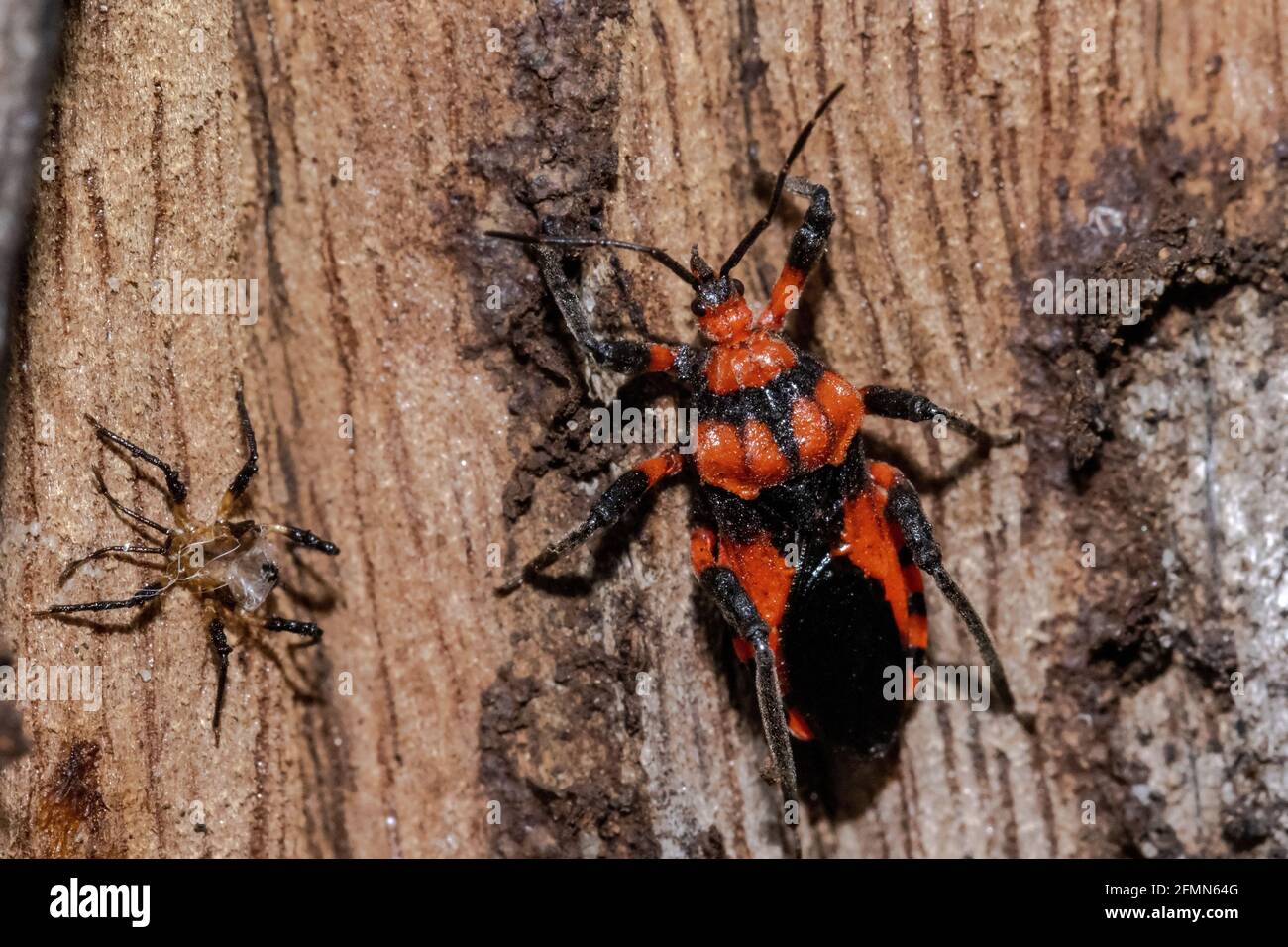 Tegea atropicta hi-res stock photography and images - Alamy