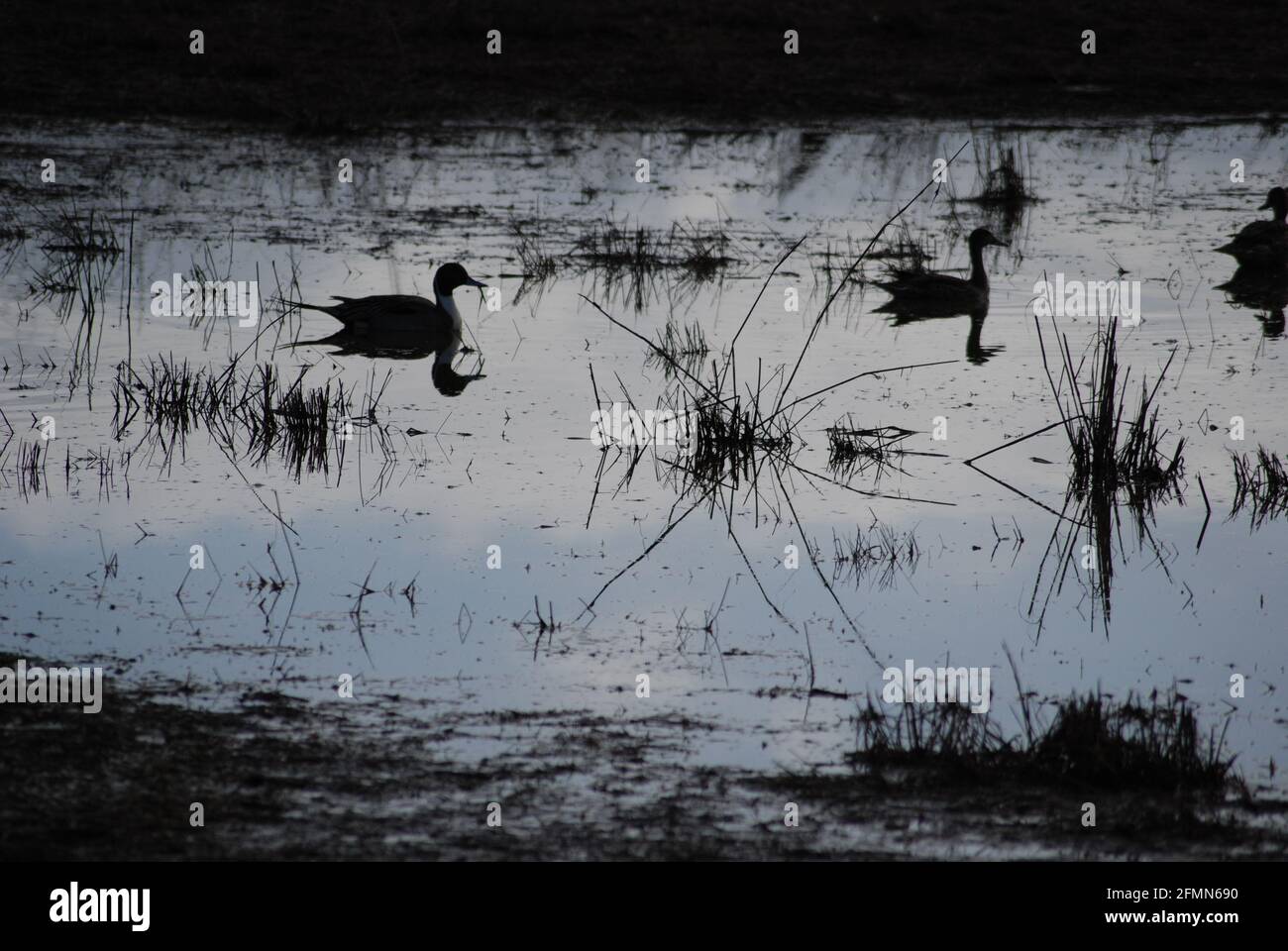 Pintail ducks in a Washington State wetland Stock Photo - Alamy